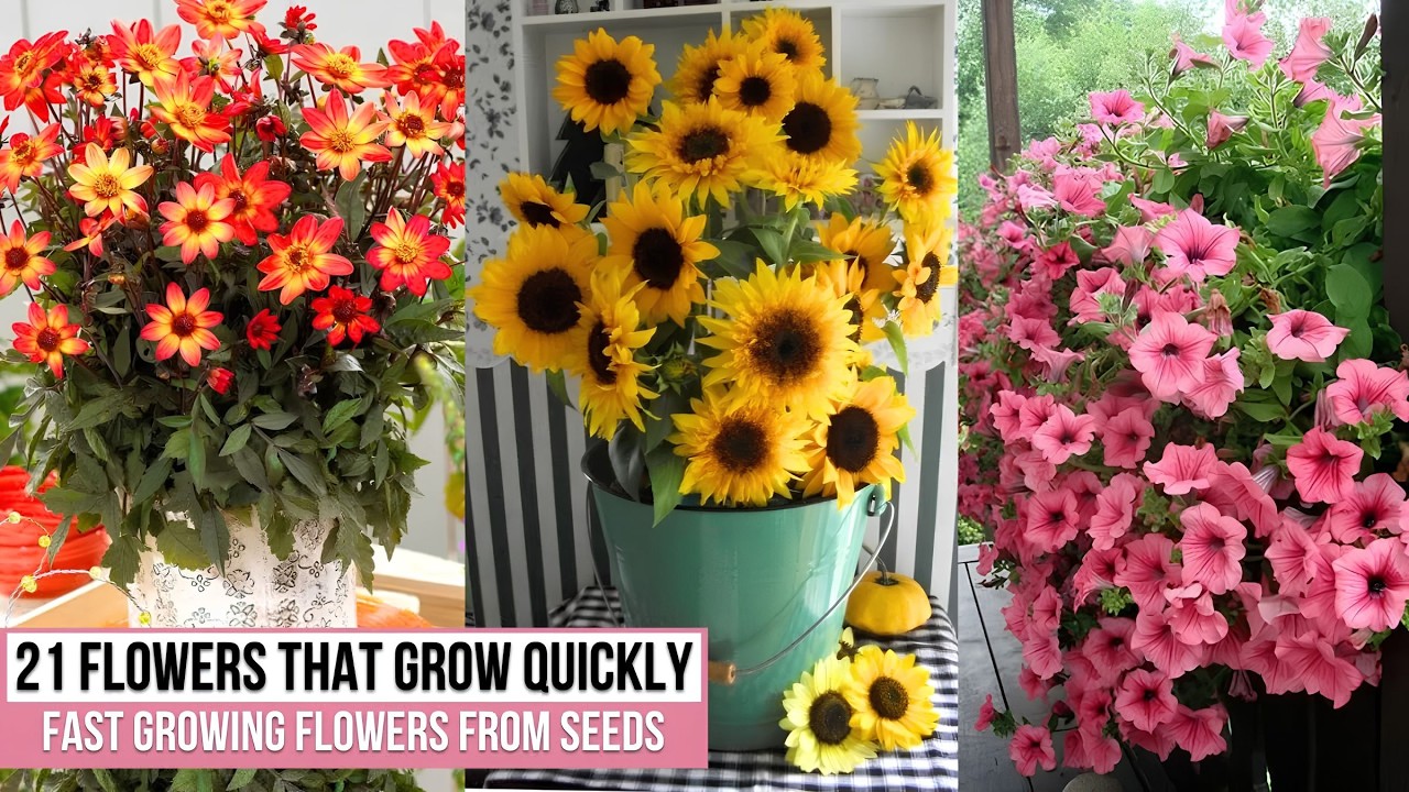 Fast blooming flowers for a colorful outdoor space