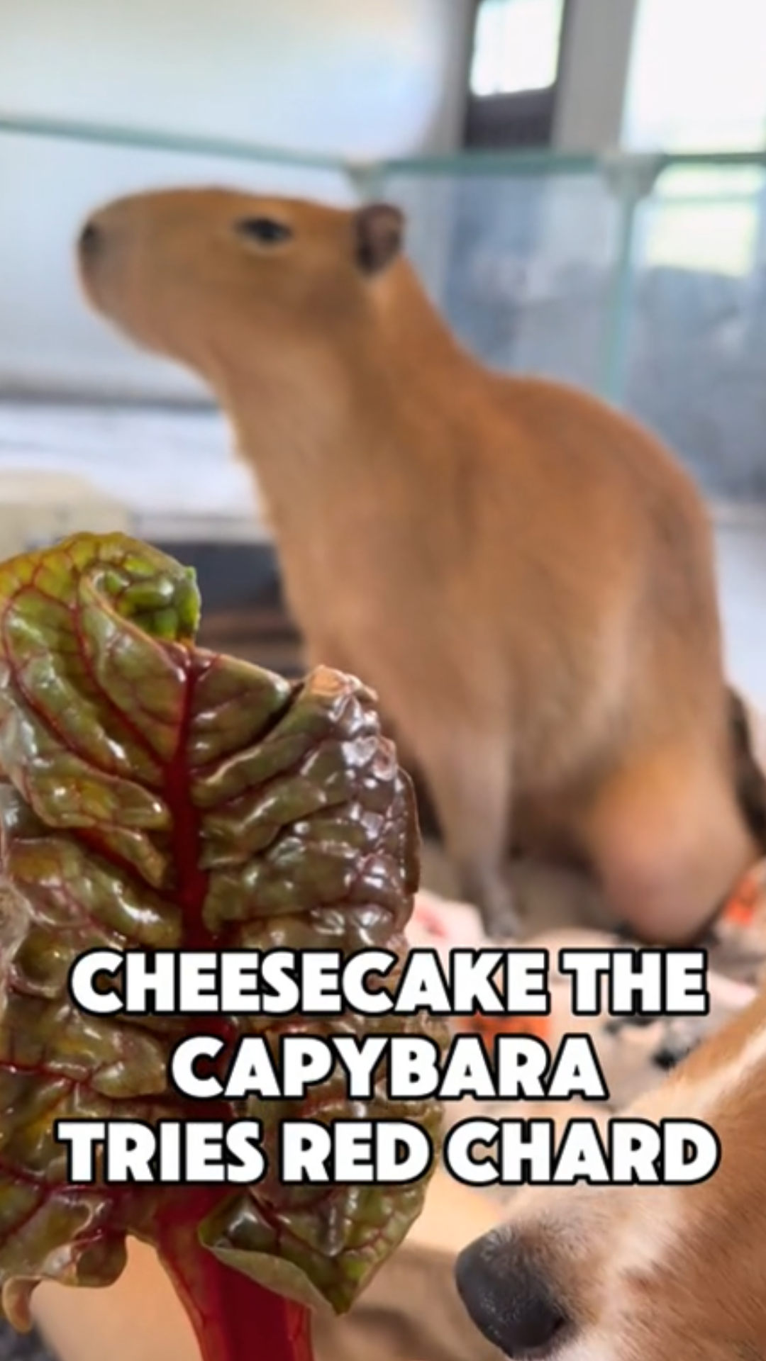 Watch capybaras Cheesecake and Pumpkin react to red chard