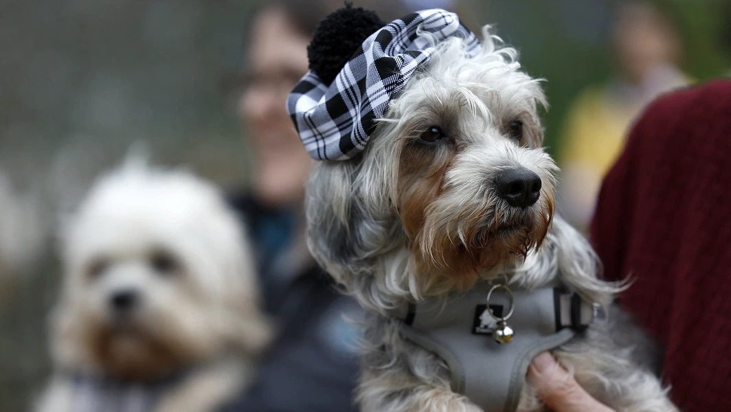 13 rare dog breeds facing decline