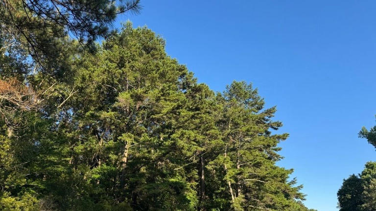 BZA approves removal of 21 grand trees for West Ashley apartment project