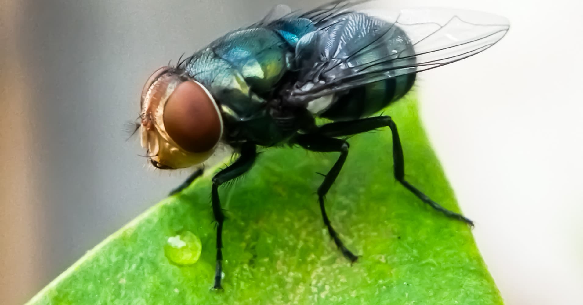 Flesh-eating screwworm is confirmed in the US., officials say