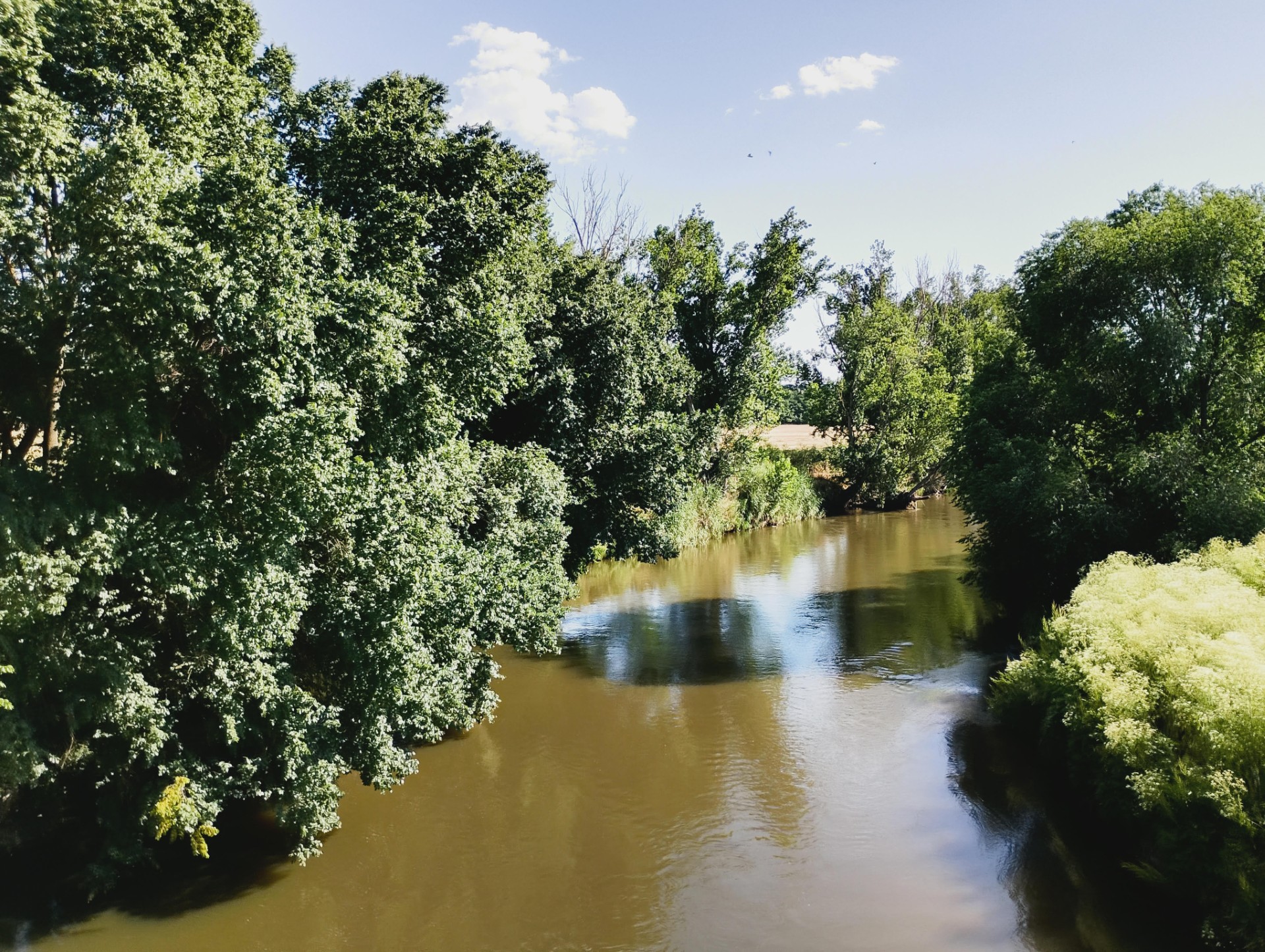 La resistente olmeda de la ribera del Manzanares