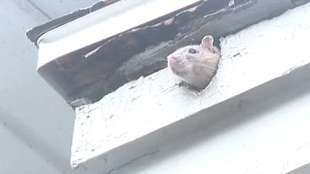Steelton duo facing animal cruelty charges in relation to rat-infested ...