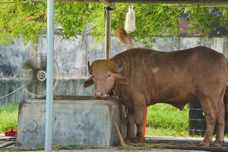 Buffalo named Donald Trump for his golden locks is a sensation at a ...