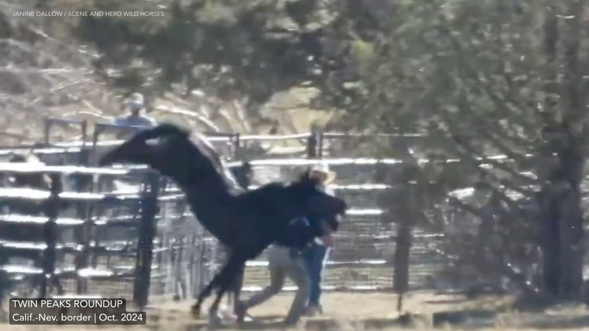 Wild horse roundups: Inside the Devils Garden and Twin Peaks gathers