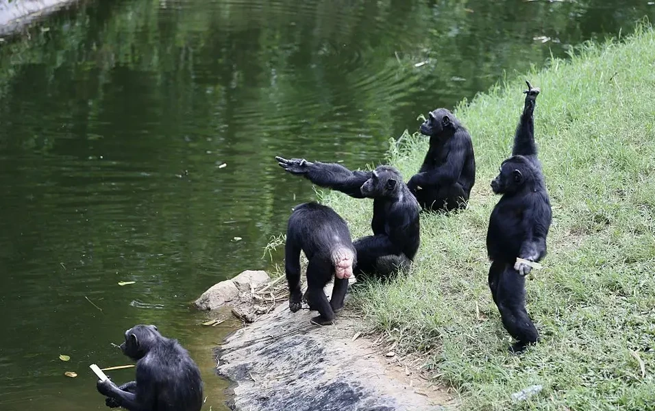 Study finds apes form layered friendship circles like humans
