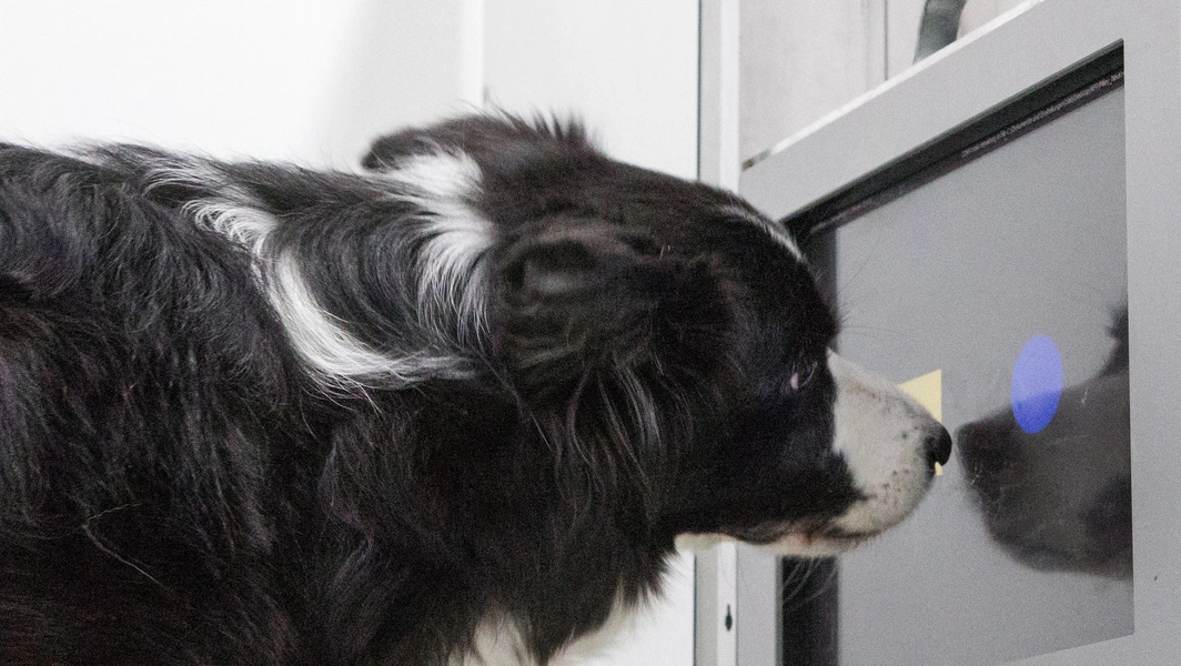 4 smartest dog breeds and their remarkable abilities