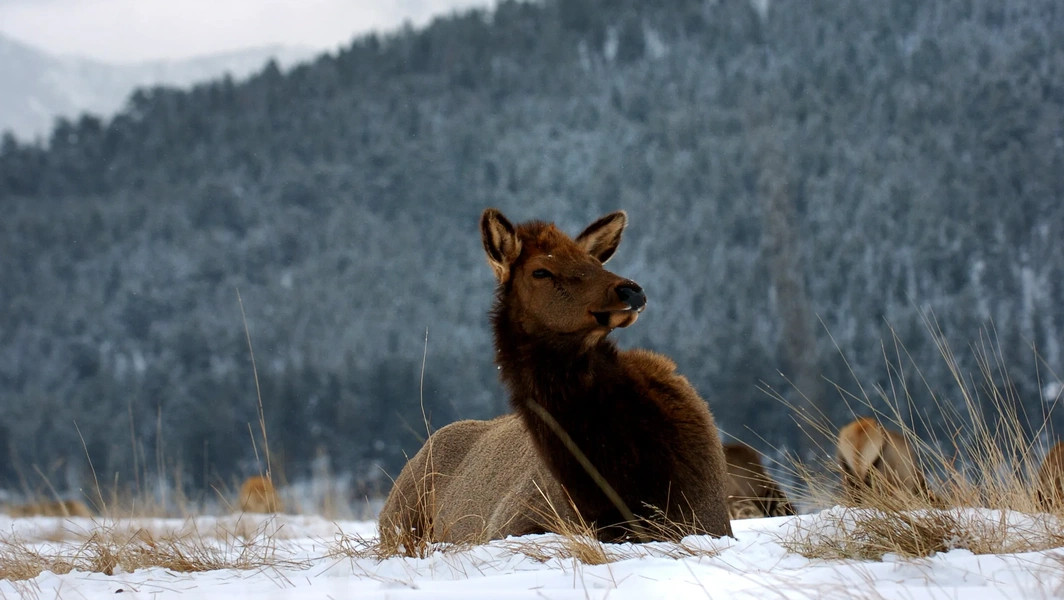 13 US states with the largest elk populations