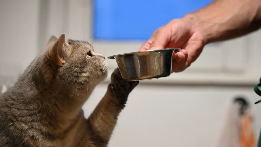 Crack the secret code of your cat’s meows