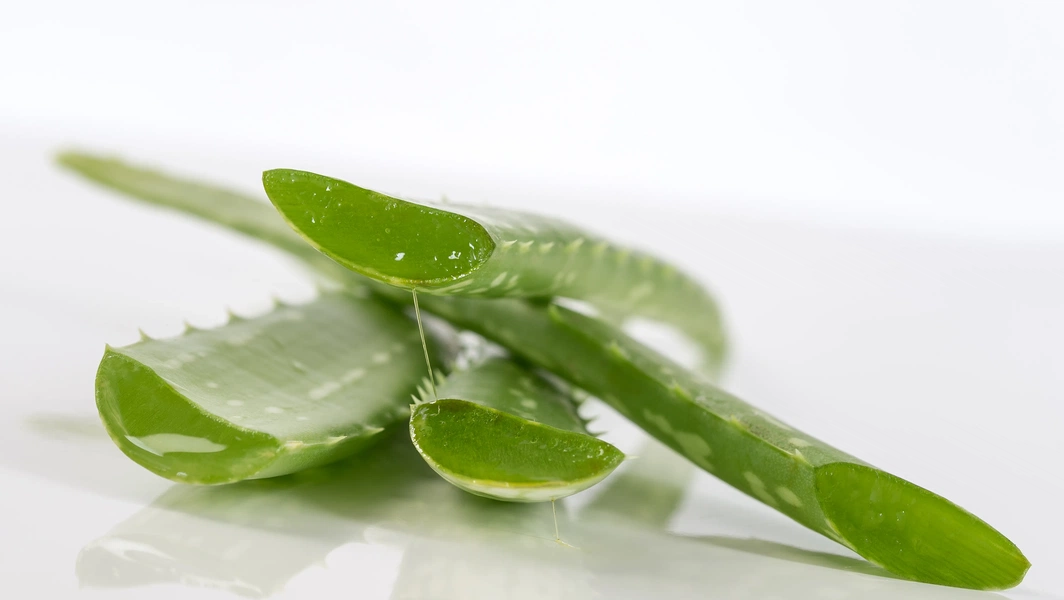 Aloe vera secrets for glowing skin and happy gut