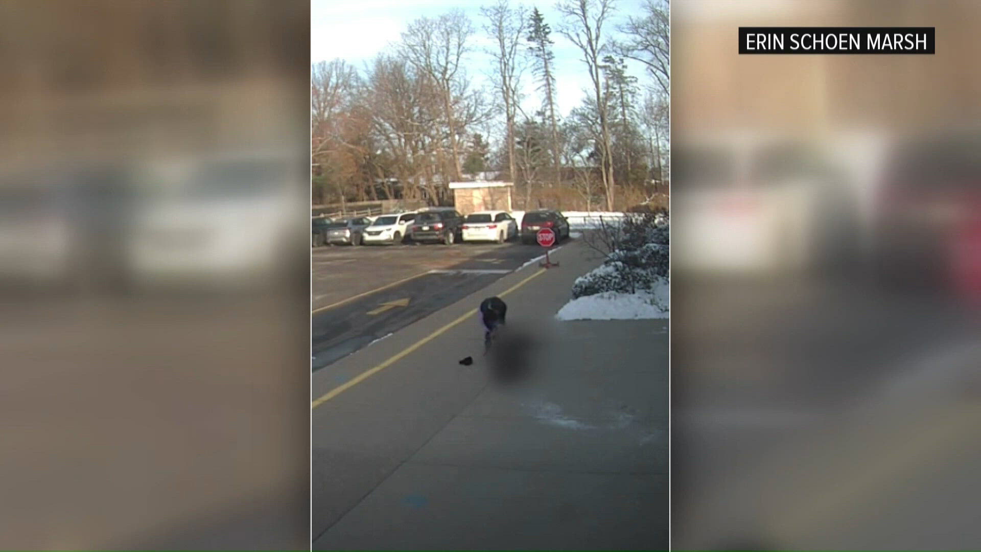 Dog owner sentenced to probation after attack outside Sylvania ...