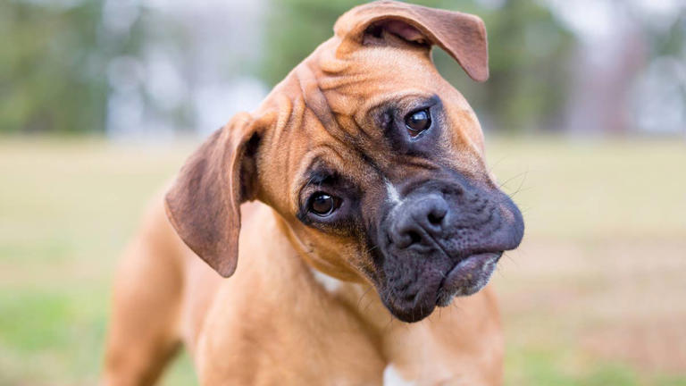 Doting boxer shares his favorite toy with newborn human and this bond ...