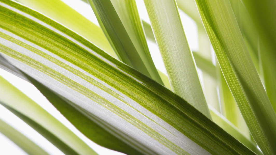 Spider plant care made simple for beginners