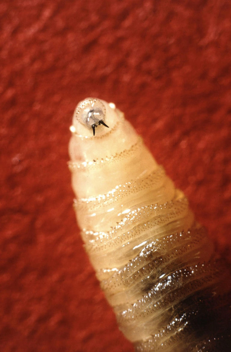 Flesh-eating screwworm found in Texas calf, USDA says