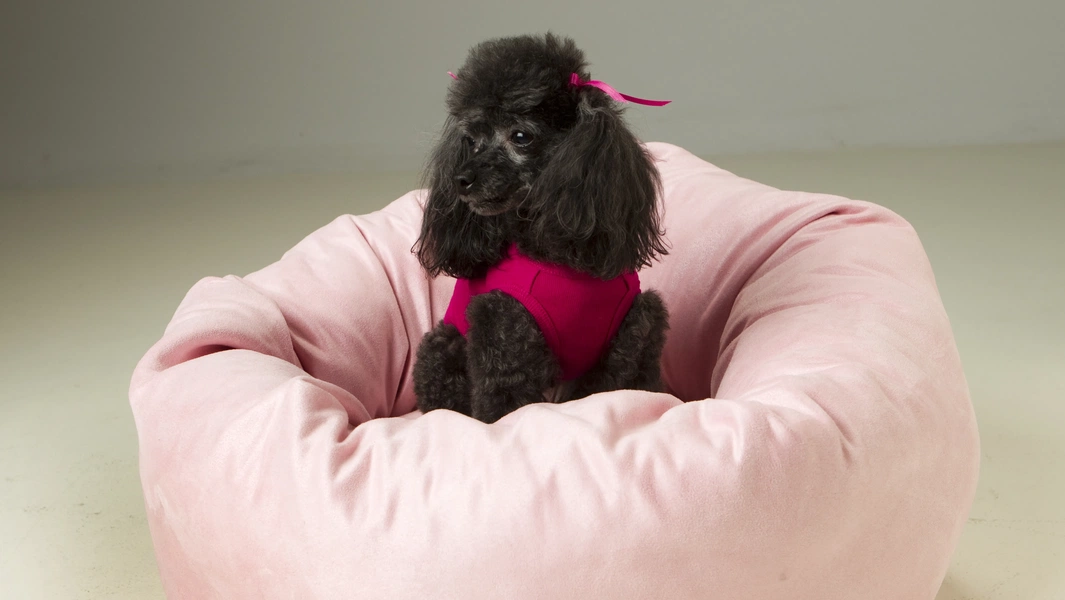13 affectionate dog breeds that love to cuddle