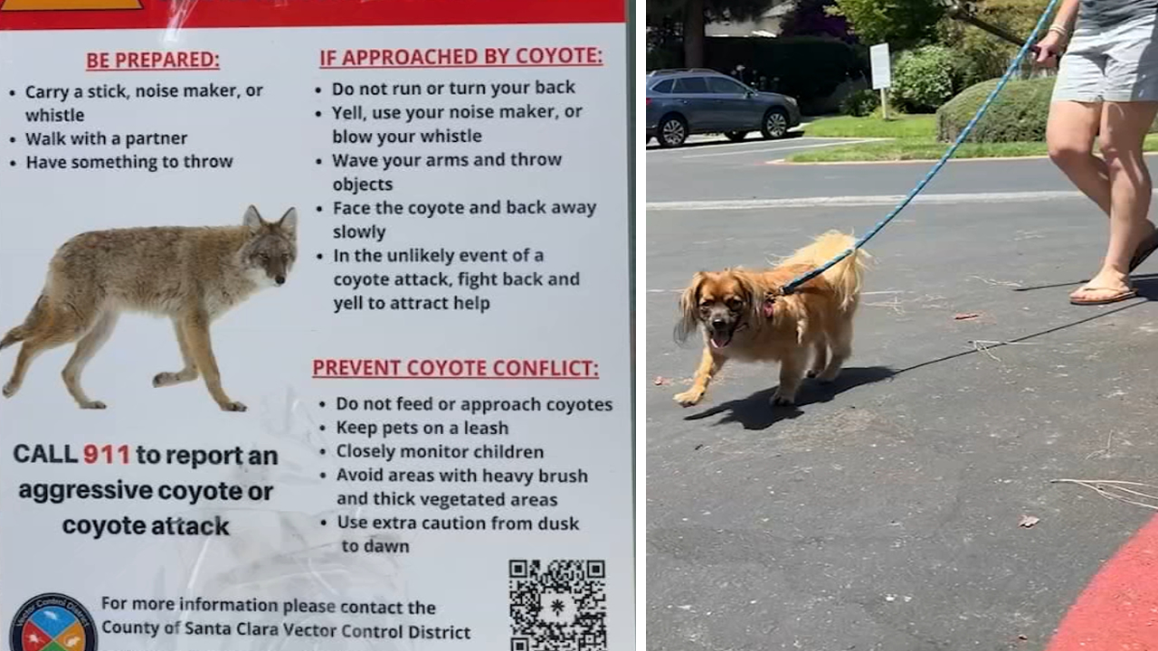 San Jose dog owner describes close encounter with coyote amid increase ...