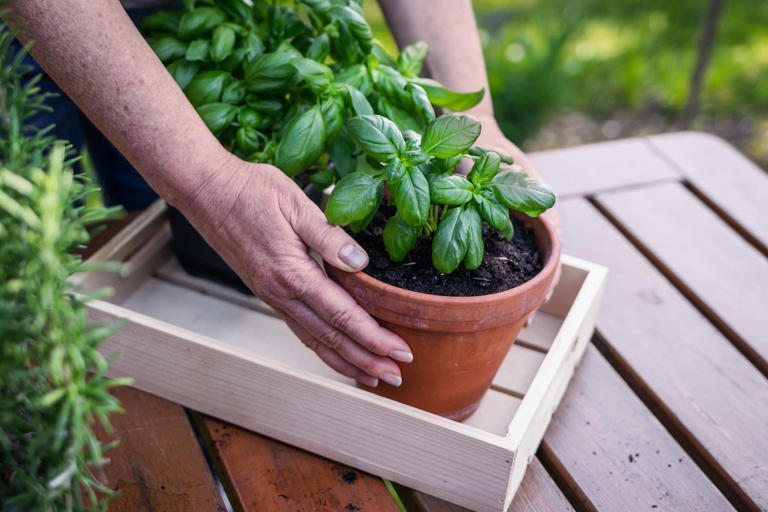 Weg met de anti-muggenspray: hoe de juiste terrasplanten muggen op ...