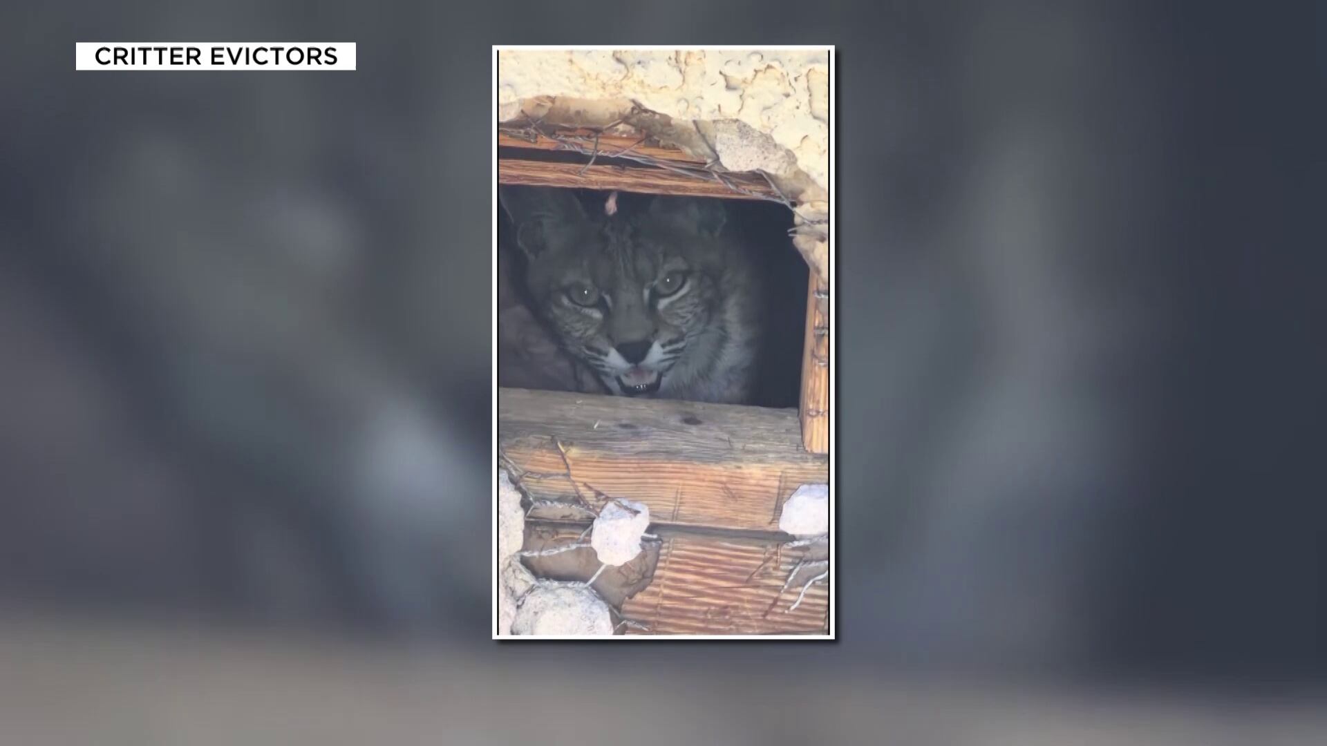 Not rats, not raccoons: Bobcats found living in Scottsdale attic