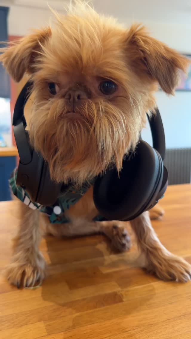 Why this hilarious pup has dog moms everywhere laughing out loud