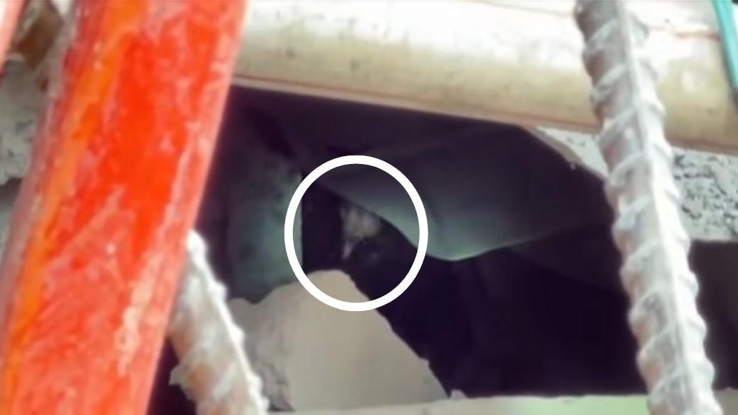 Live chicken recovered from Angeles City building collapse