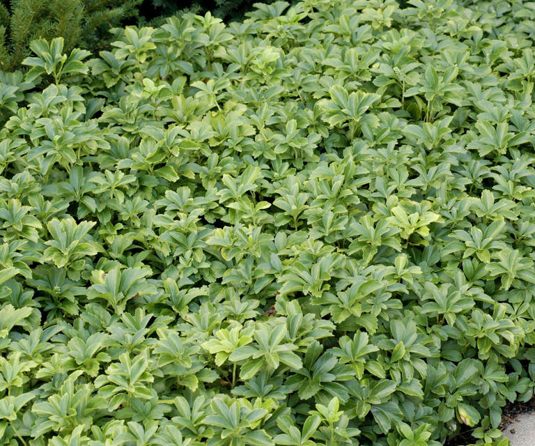 Best ground cover plants to stop weeds – 7 beautiful varieties that ...