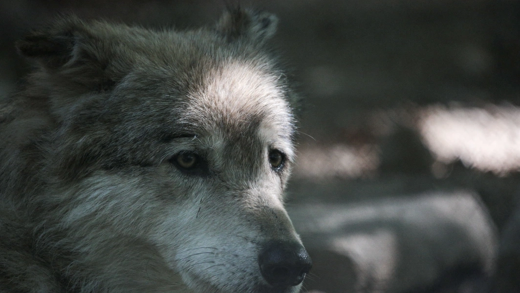Origins and evolution of the human–wolf bond