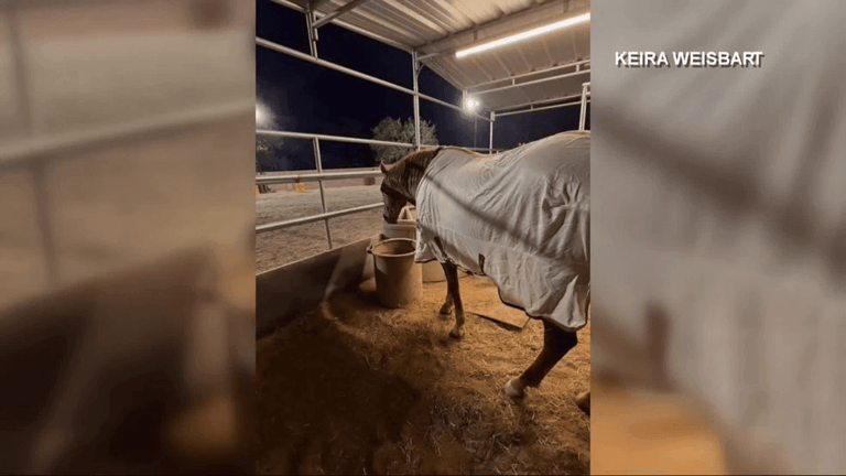 Equestrian community focuses on accountability after horse stabbing ...