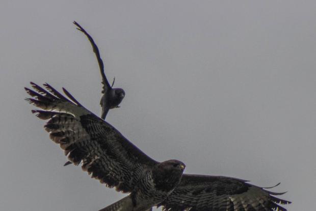 Bolton photographer captures breath-taking image of majestic bird of prey