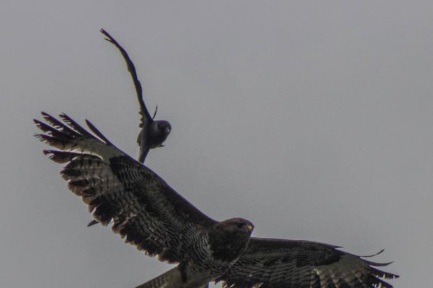 Bolton photographer captures breath-taking image of majestic bird of prey
