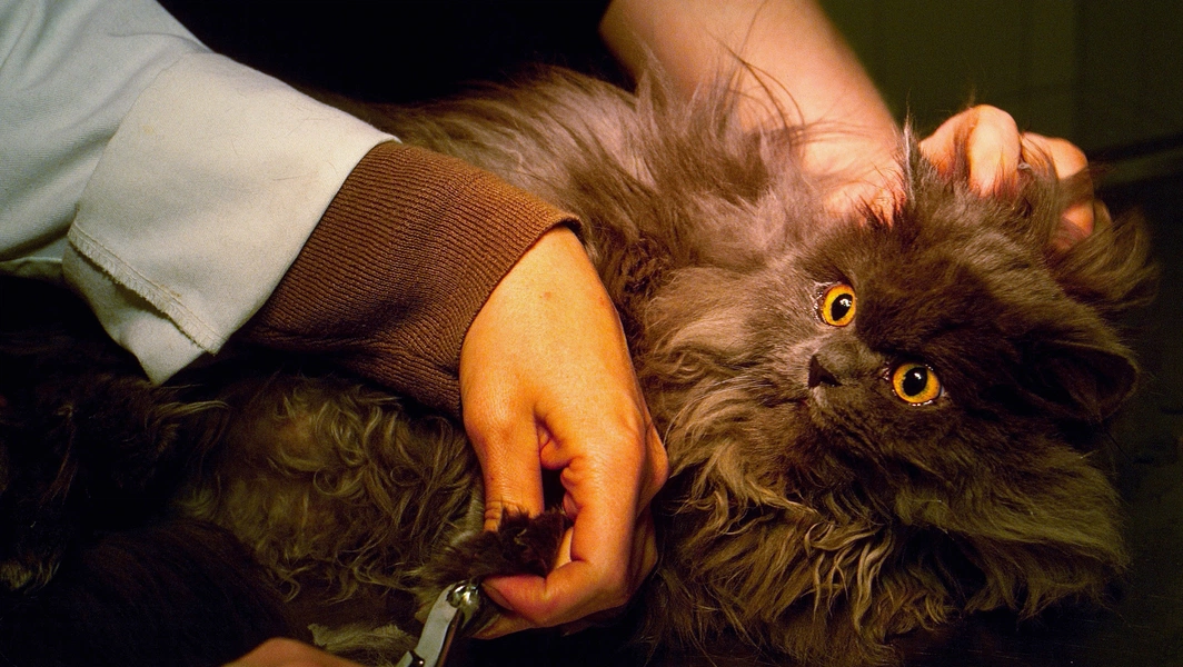 Cat grooming made simple for happier, healthier pets