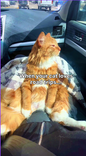 Traveling with your cat has never been this fun