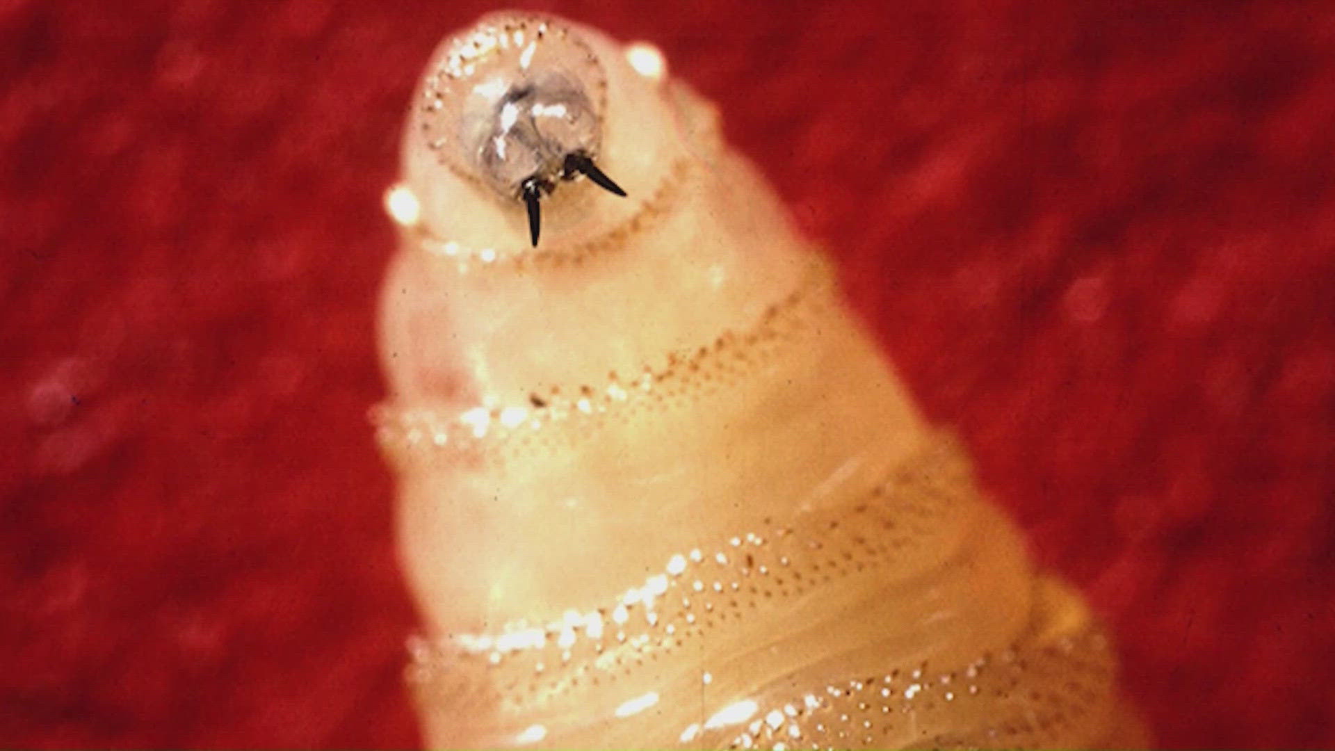 USDA: New World screwworm case confirmed in Texas