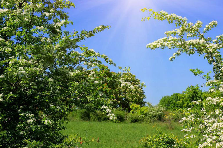 Sunny days are here to stay in Wales according to sign we've all seen ...