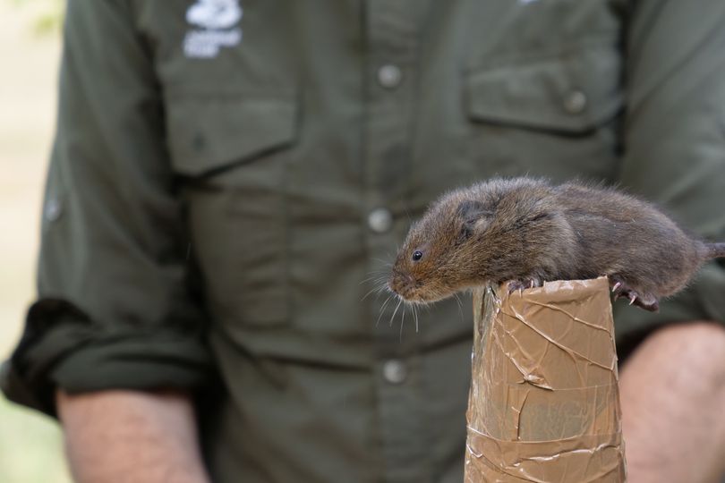 Water voles return to Surrey's River Wey after being 'extinct' in area ...
