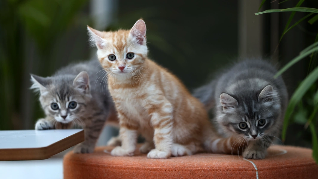 Do cats miss their humans?