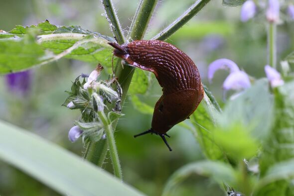 RHS says slugs will stop eating fruit and vegetables if you place one ...