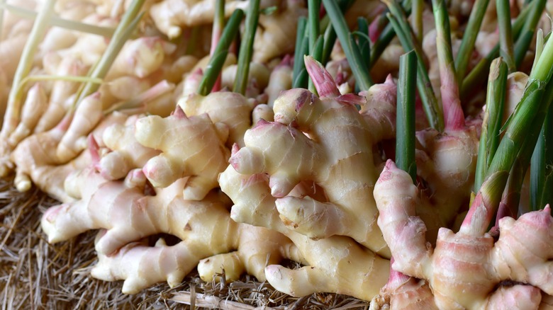 12 varieties of culinary ginger, explained