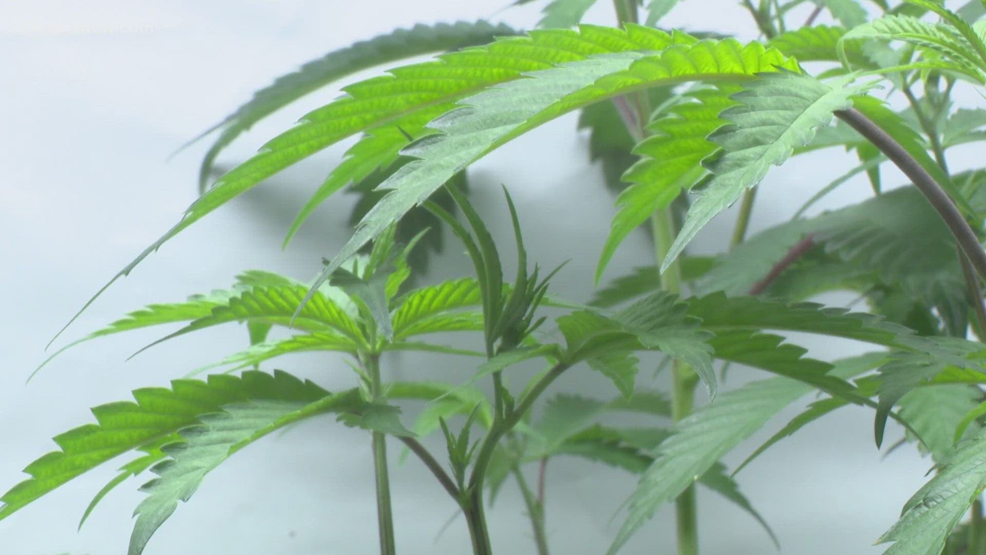 Virginia Beach cannabis entrepreneur says retail marijuana veto leaves ...