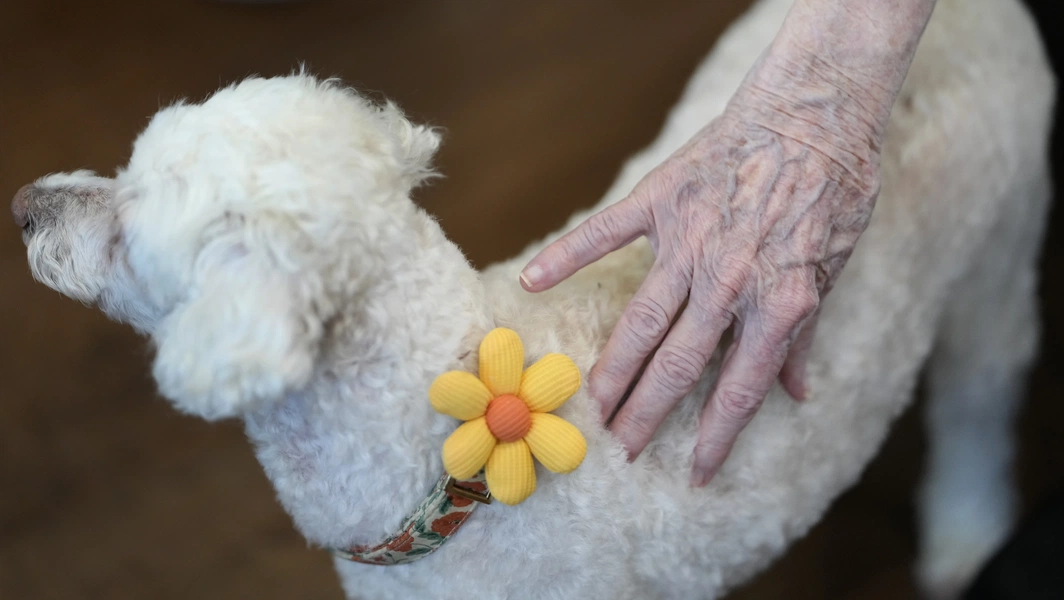 Recognizing the signs of a dog’s final days