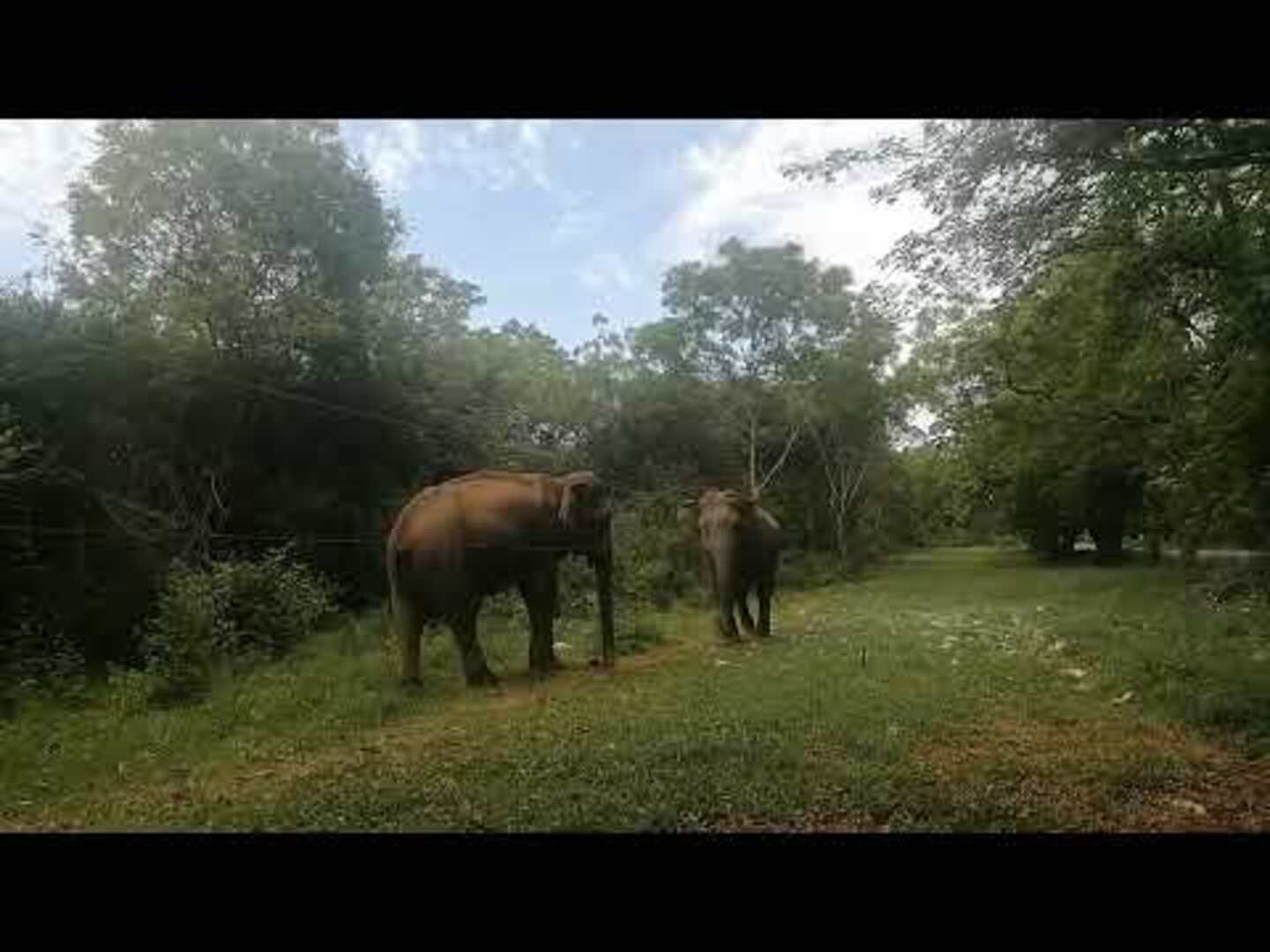 Peaceful elephant couple wanders together