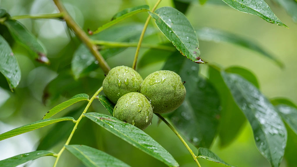 8 nuts that boost heart, brain, and digestion