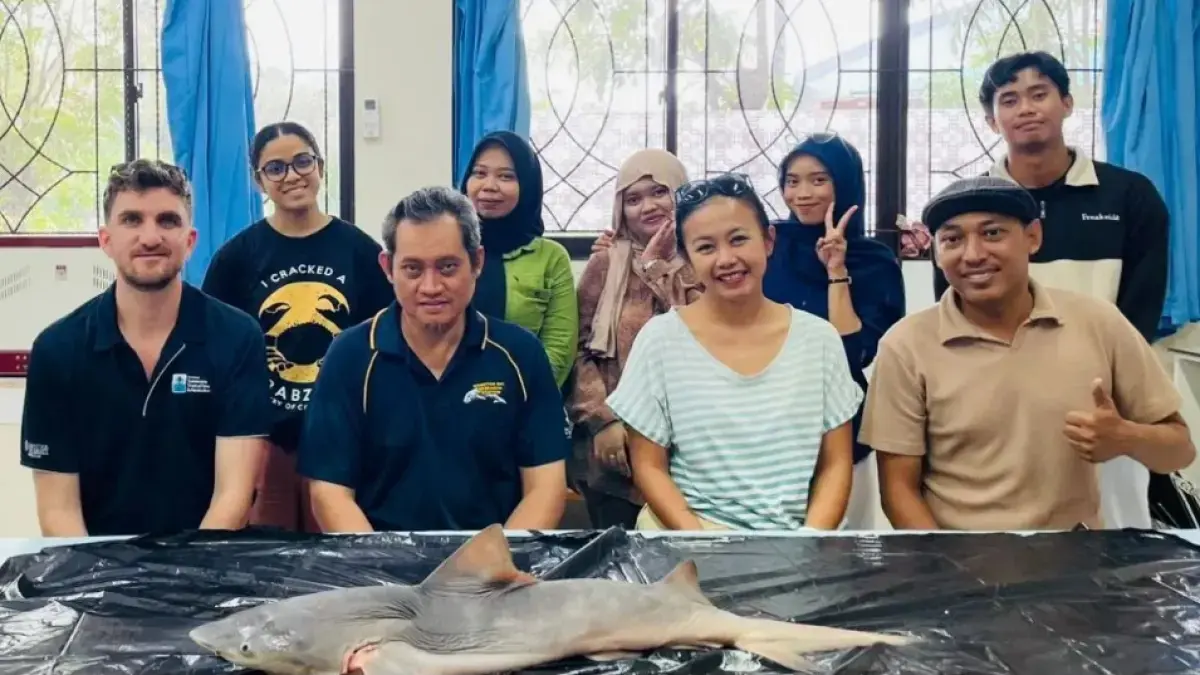 Hiu langka di air tawar! Sungai Sesayap Kaltara ternyata jadi rumah ...