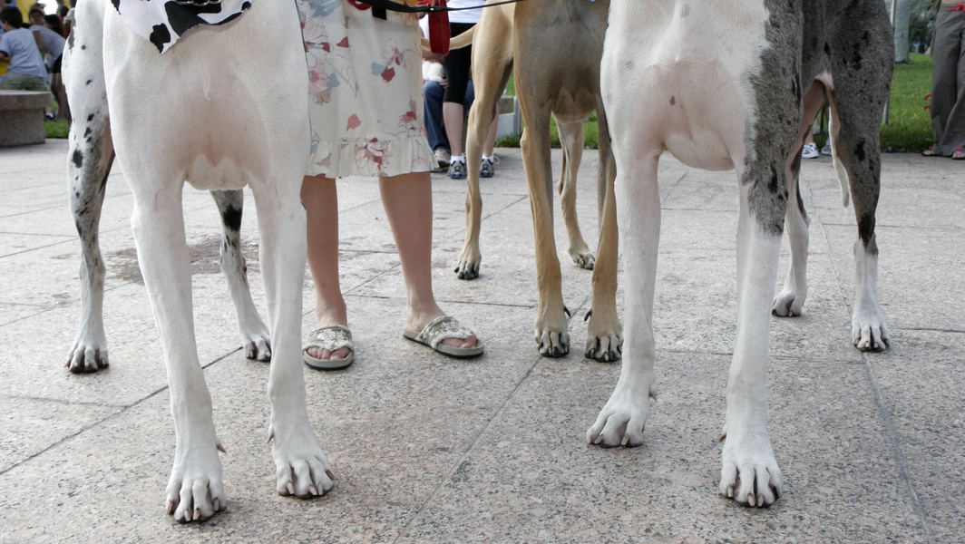 12 giant dog breeds with gentle, loving natures