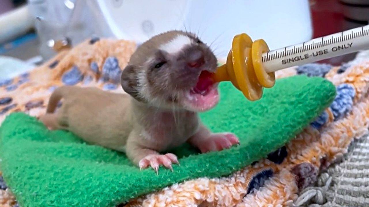 California wildlife workers rehabilitate and release adorable orphaned ...