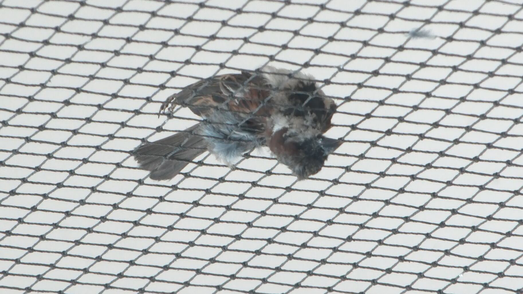Maui animal lovers irate after Home Depot net traps, kills birds