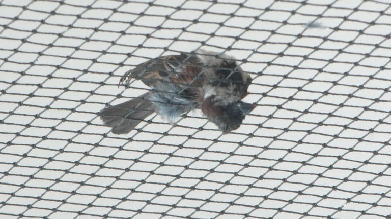 Maui animal lovers irate after Home Depot net traps, kills birds