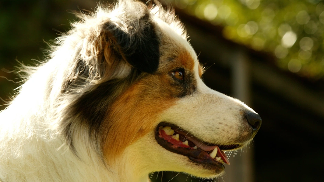 18 amusing animal faces