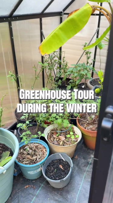 How to choose the right greenhouse for long-term use