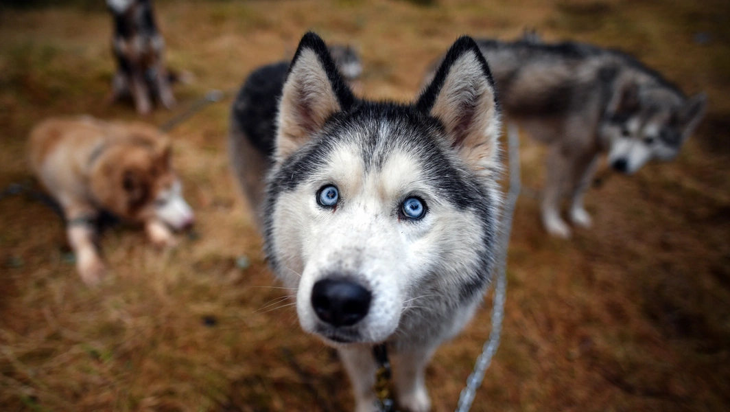 7 common challenges of owning huskies
