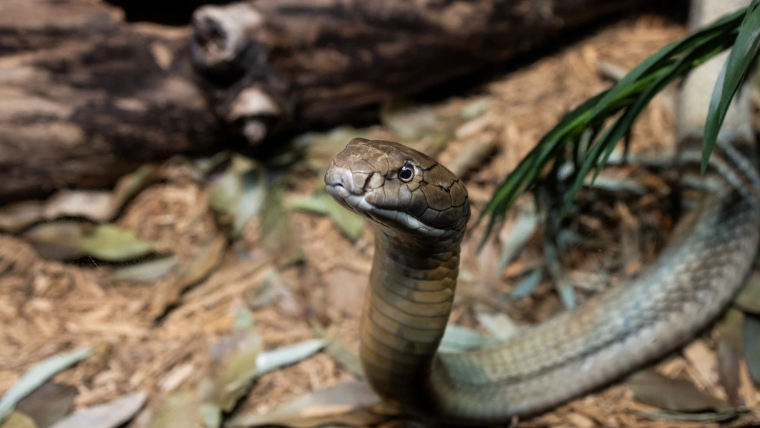 15 animals that make dangerous or difficult pets